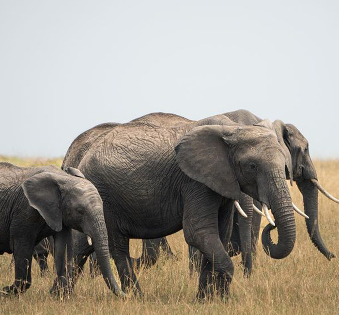 Lake Manyara National Park- Day Trips -Vilima Adventure Tours - Mt ...